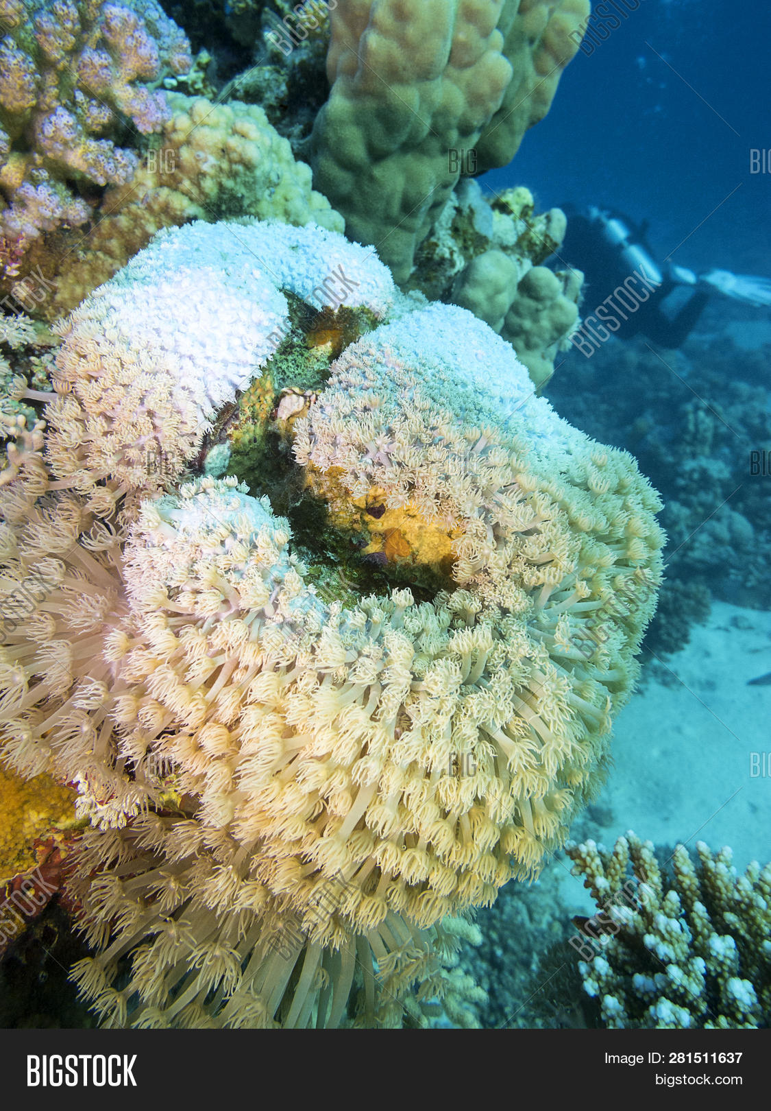 Colorful Coral Reef Image & Photo (Free Trial) | Bigstock