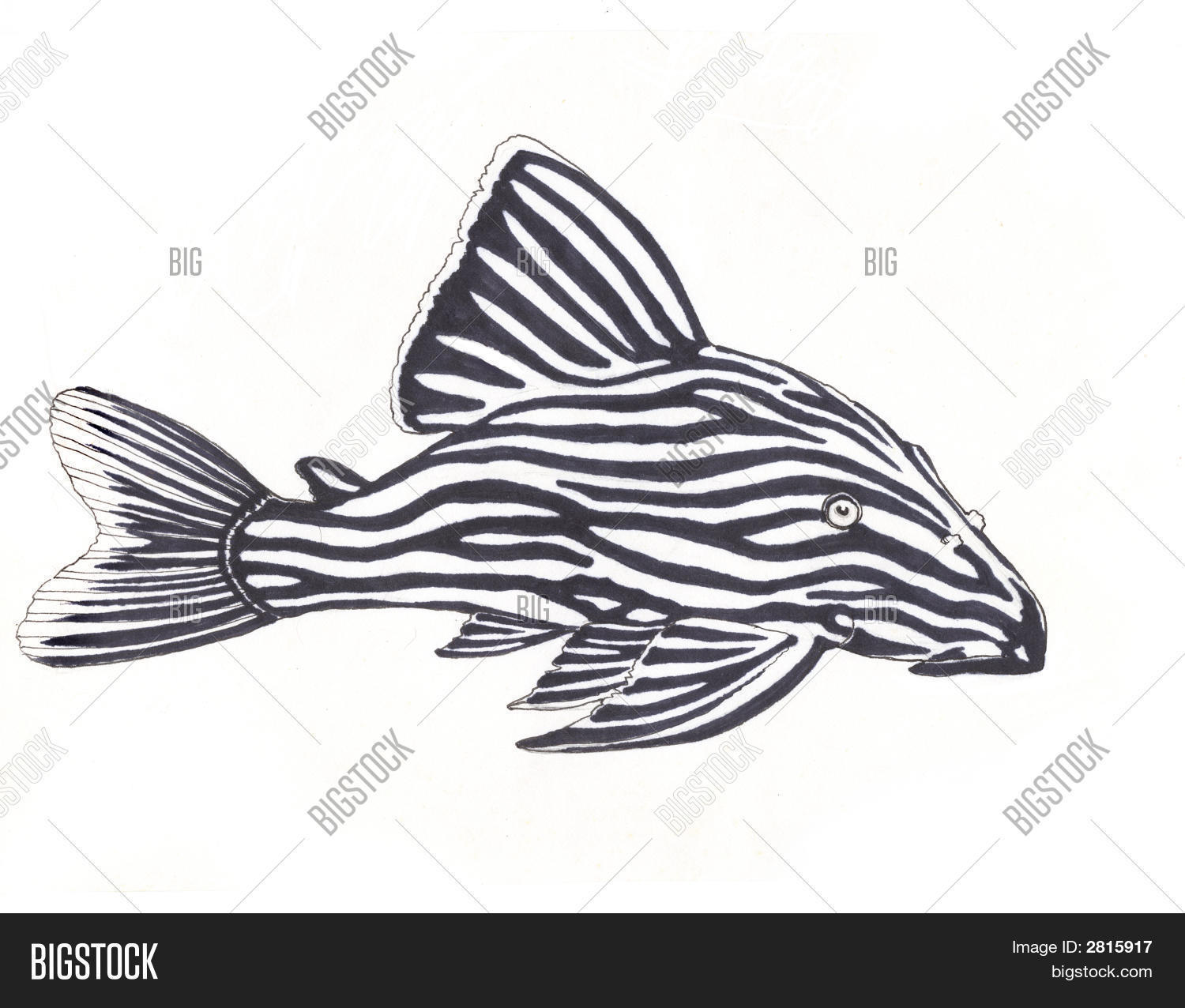 Royal afbeelding en foto (gratis proefversie) | Bigstock