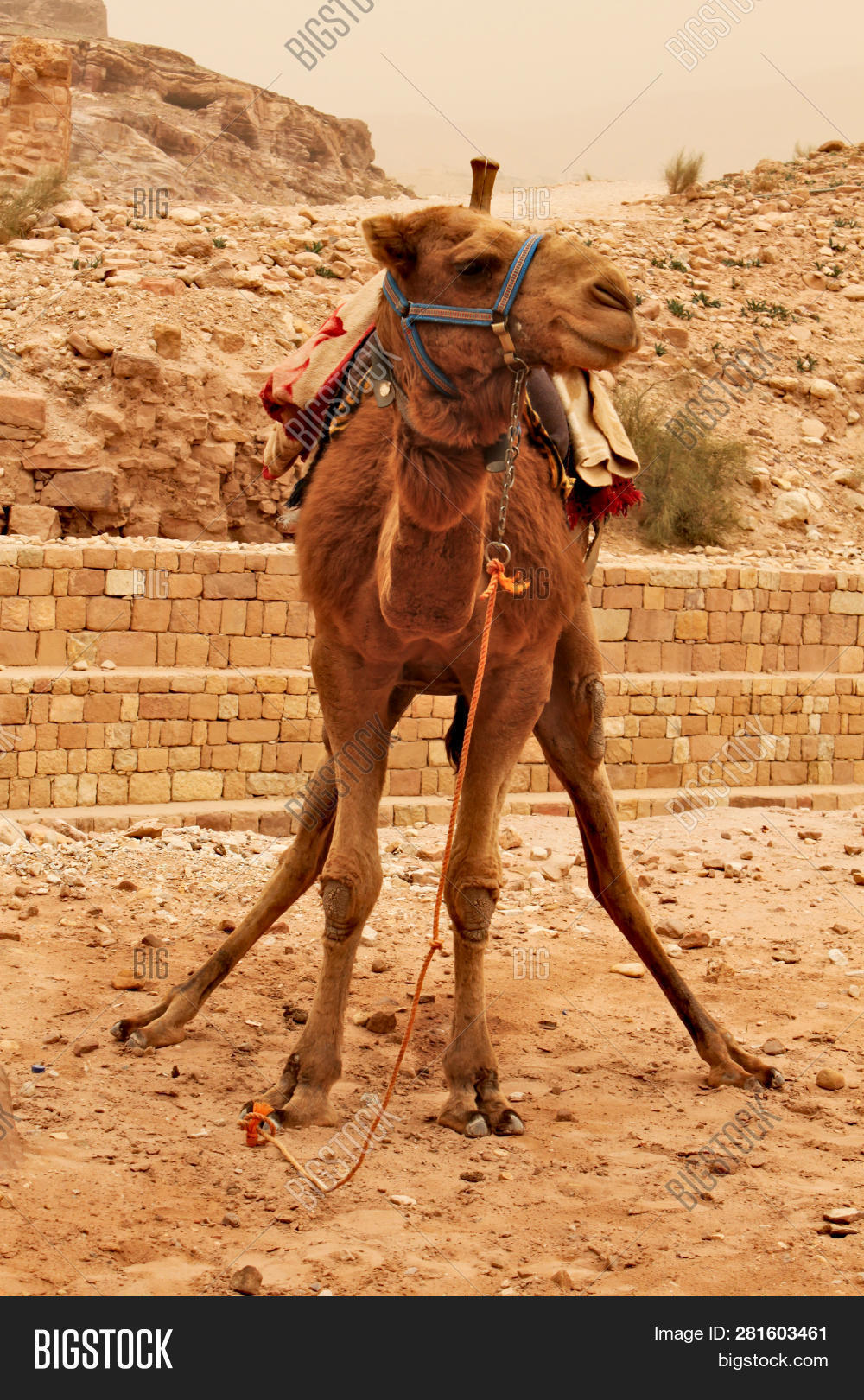 One Camel Legs Image & Photo (Free Trial) | Bigstock