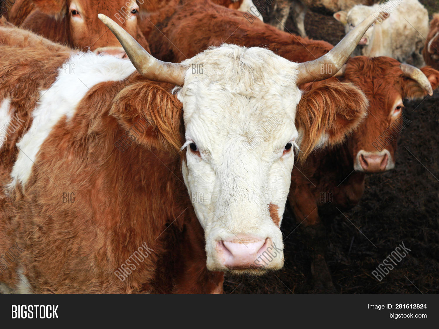 Horned Simmental Cow Image & Photo (Free Trial) | Bigstock
