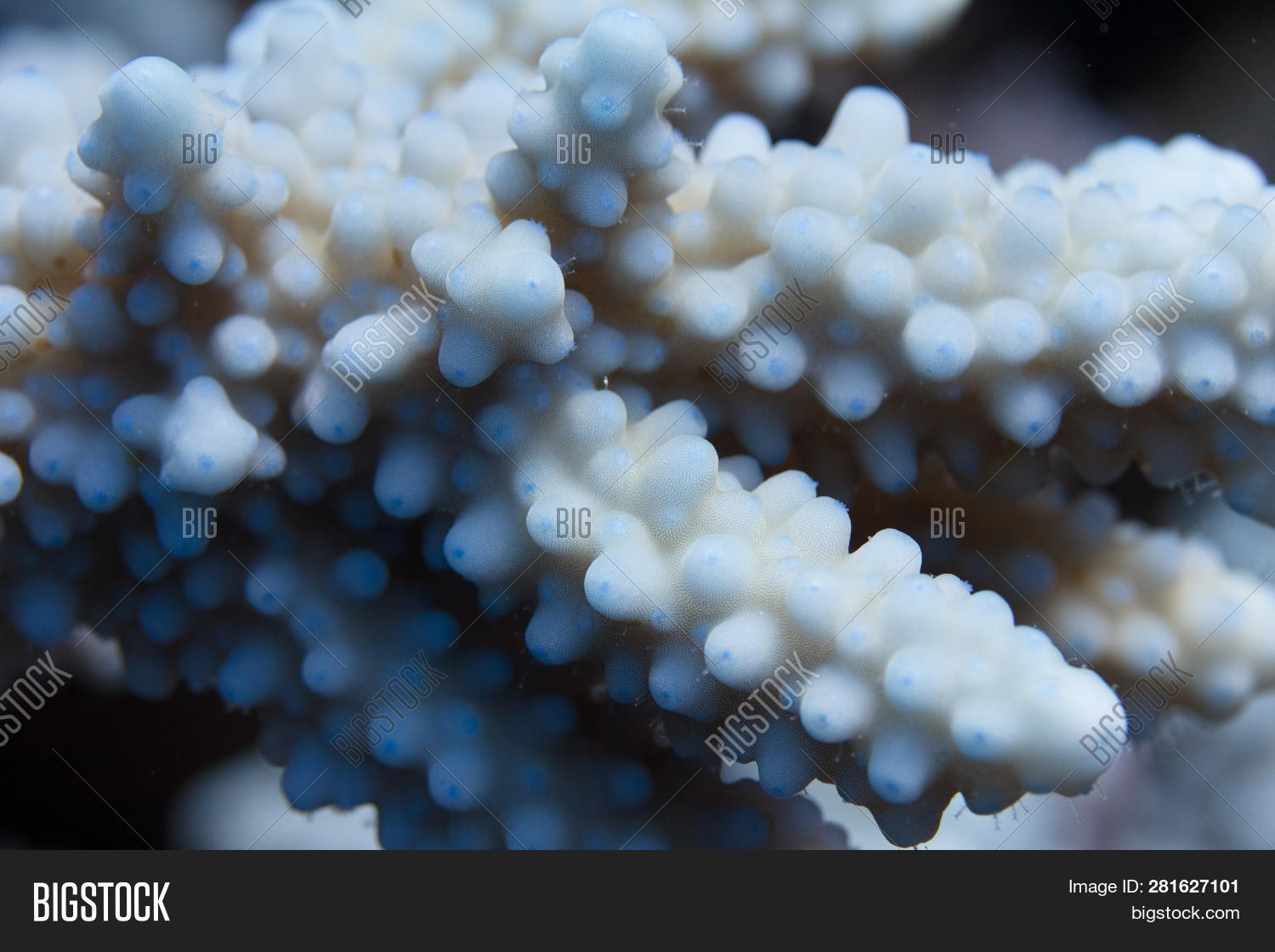 Blue Acropora Image & Photo (Free Trial) | Bigstock