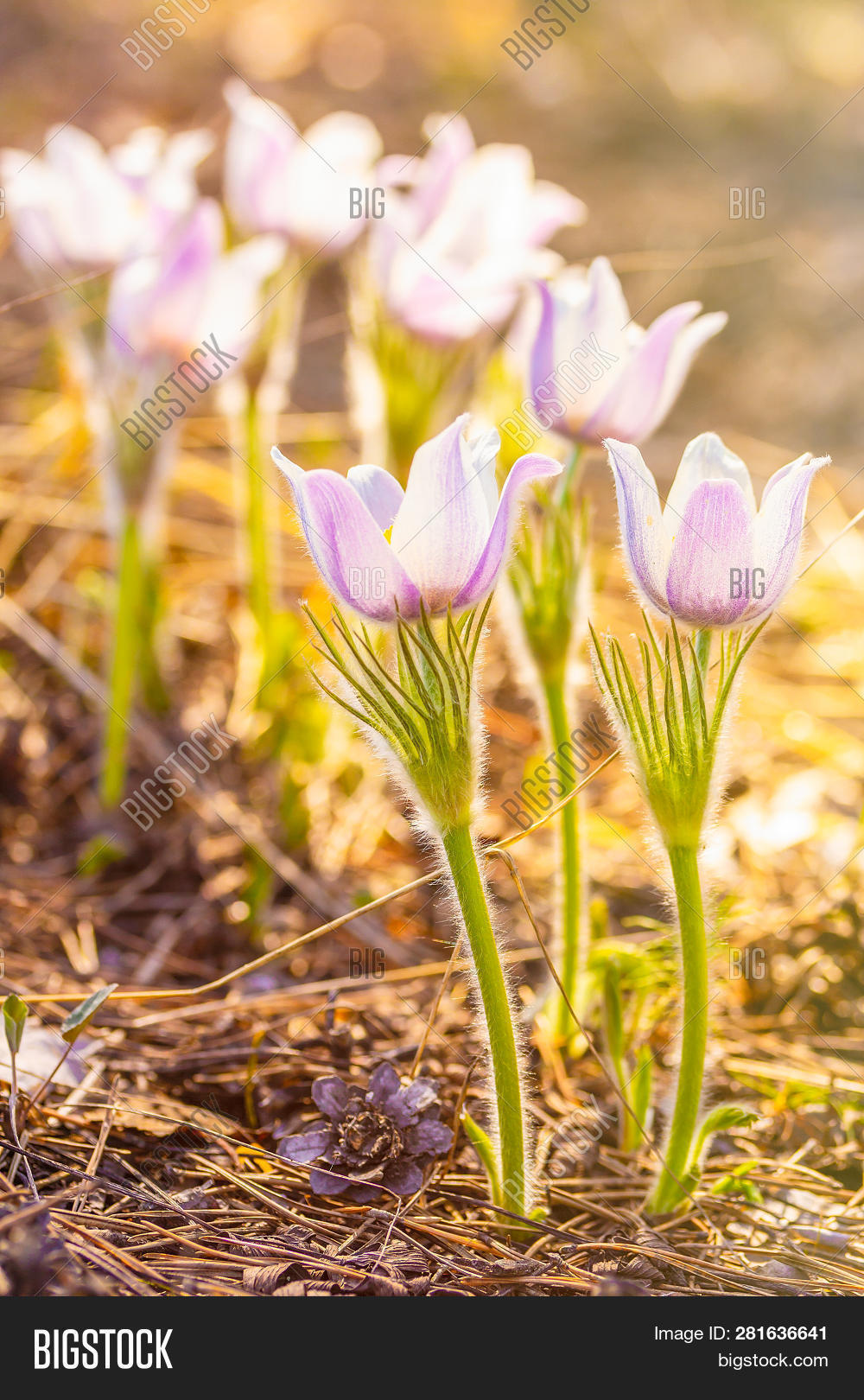 Pasqueflower, Spring Image & Photo (Free Trial) | Bigstock
