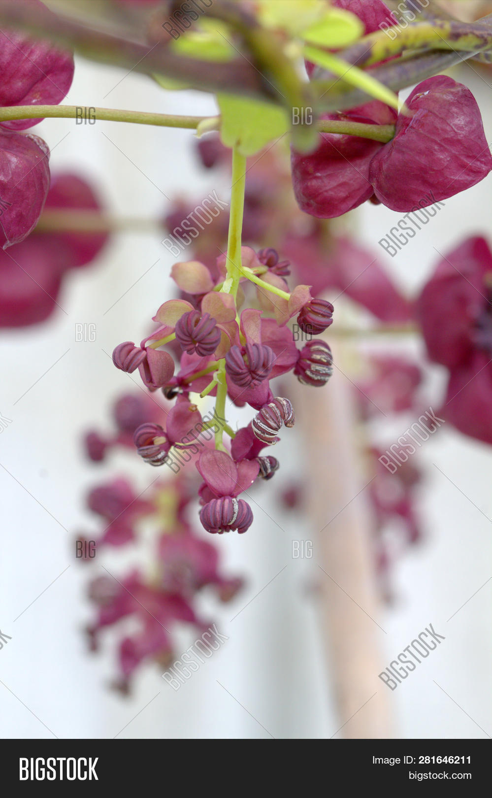 Foliage Flowers Akebia Image & Photo (Free Trial) | Bigstock