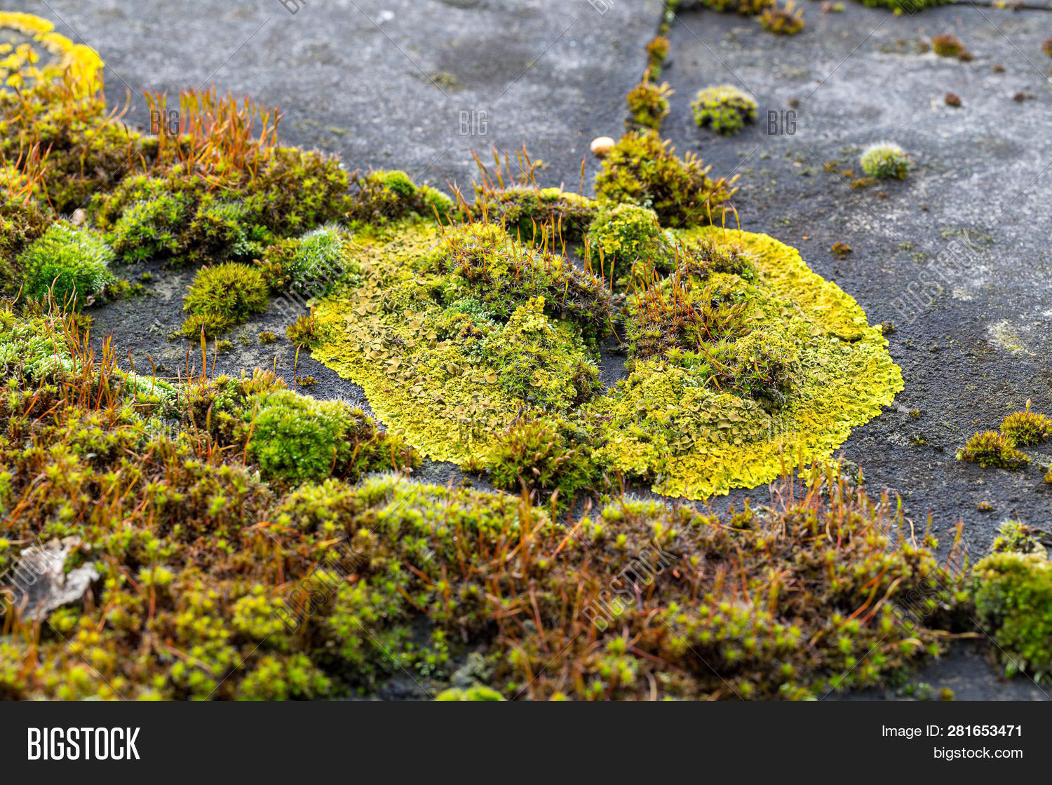 Green Moss Algae On Image & Photo (Free Trial) | Bigstock