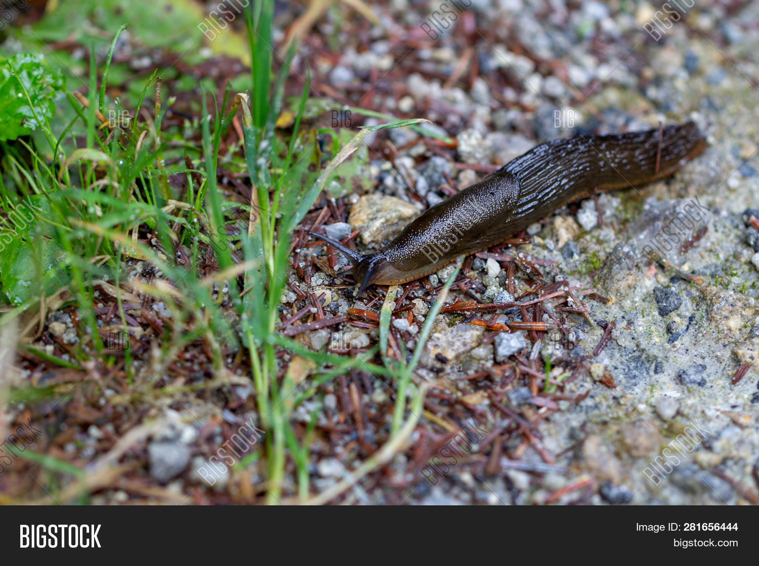 Large Black Slug ( Image & Photo (Free Trial) | Bigstock
