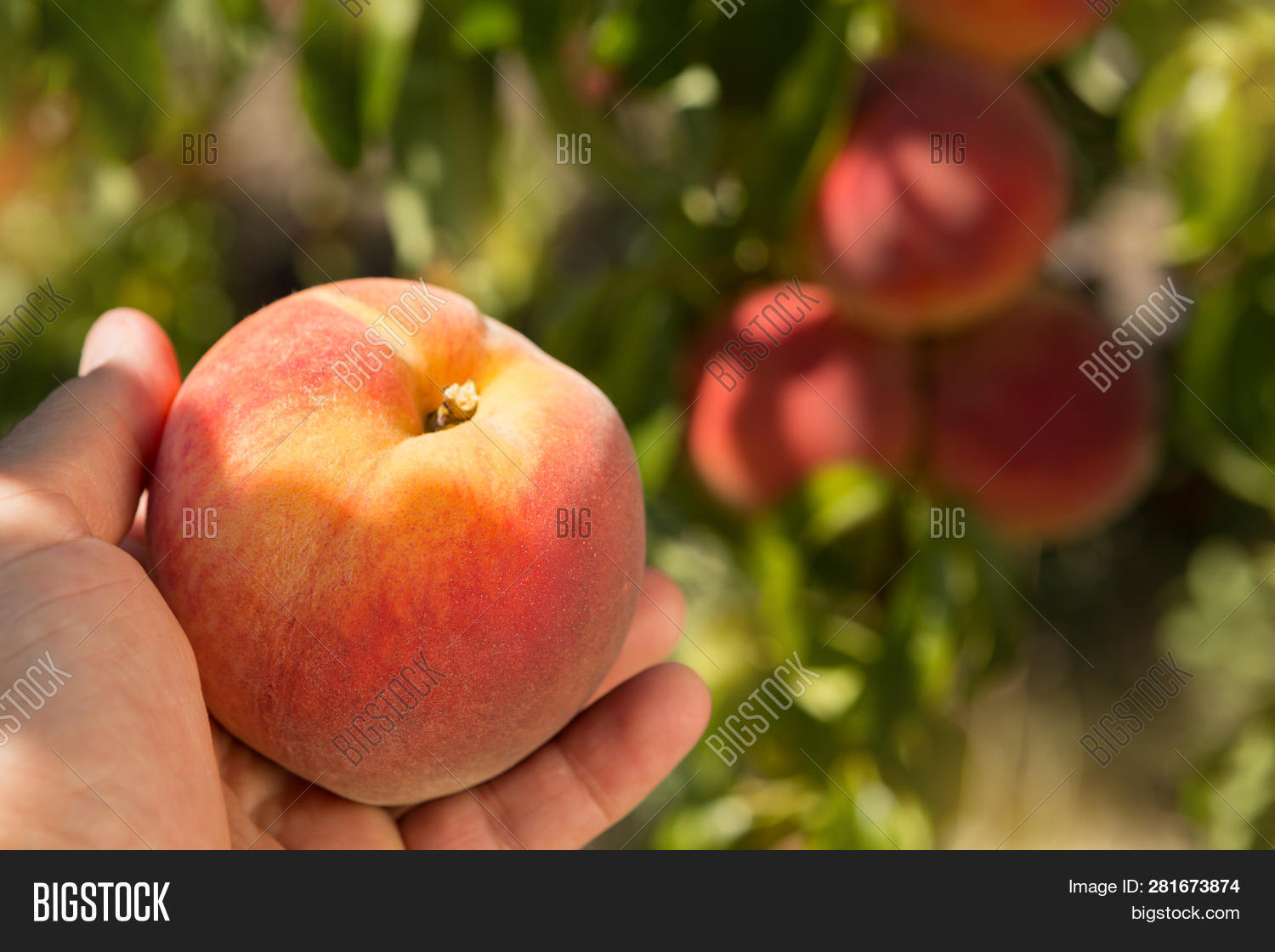 Large Ripe Peach Mans Image & Photo (Free Trial) | Bigstock