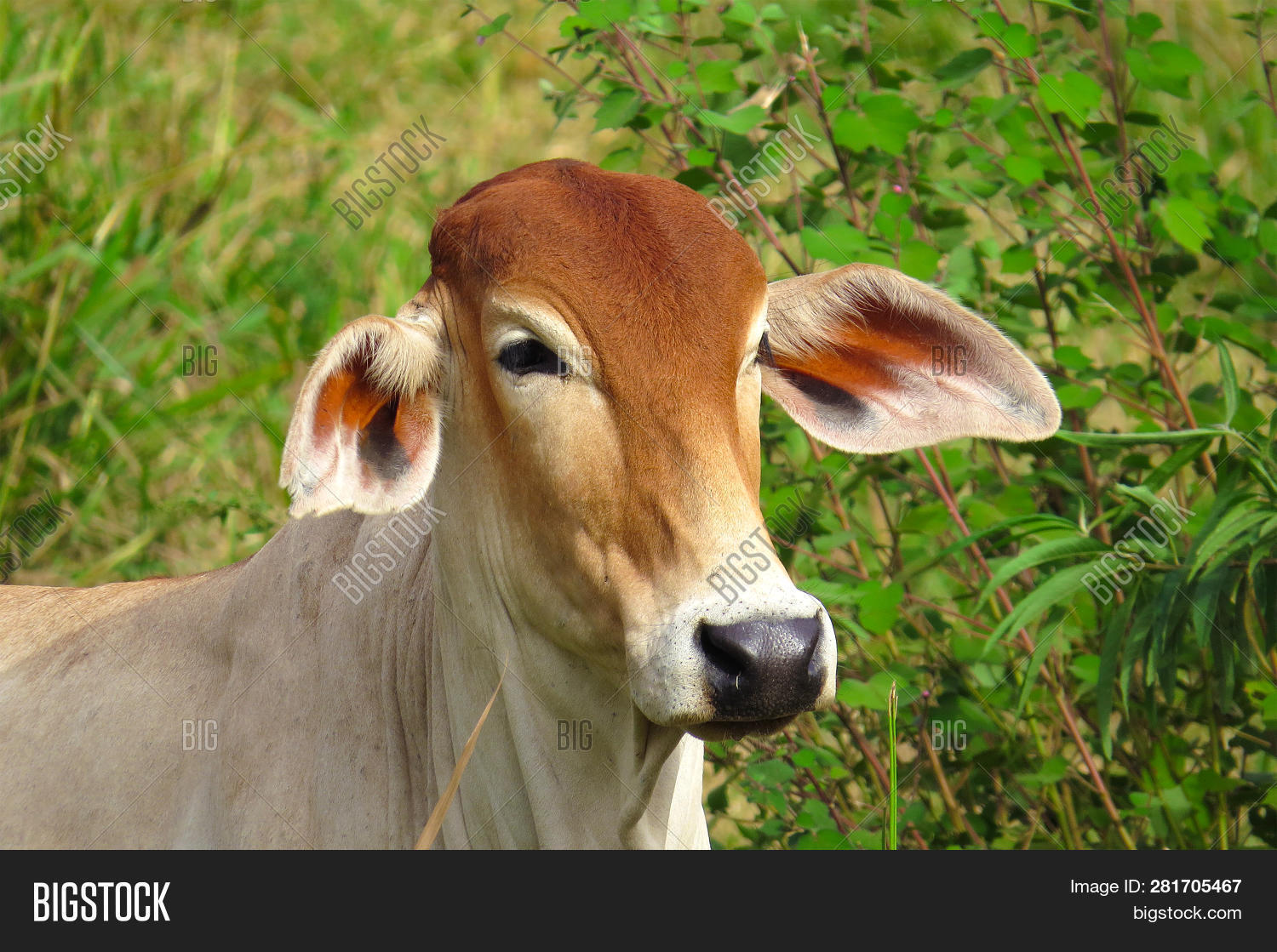 Close- Ox Grazing On Image & Photo (Free Trial) | Bigstock