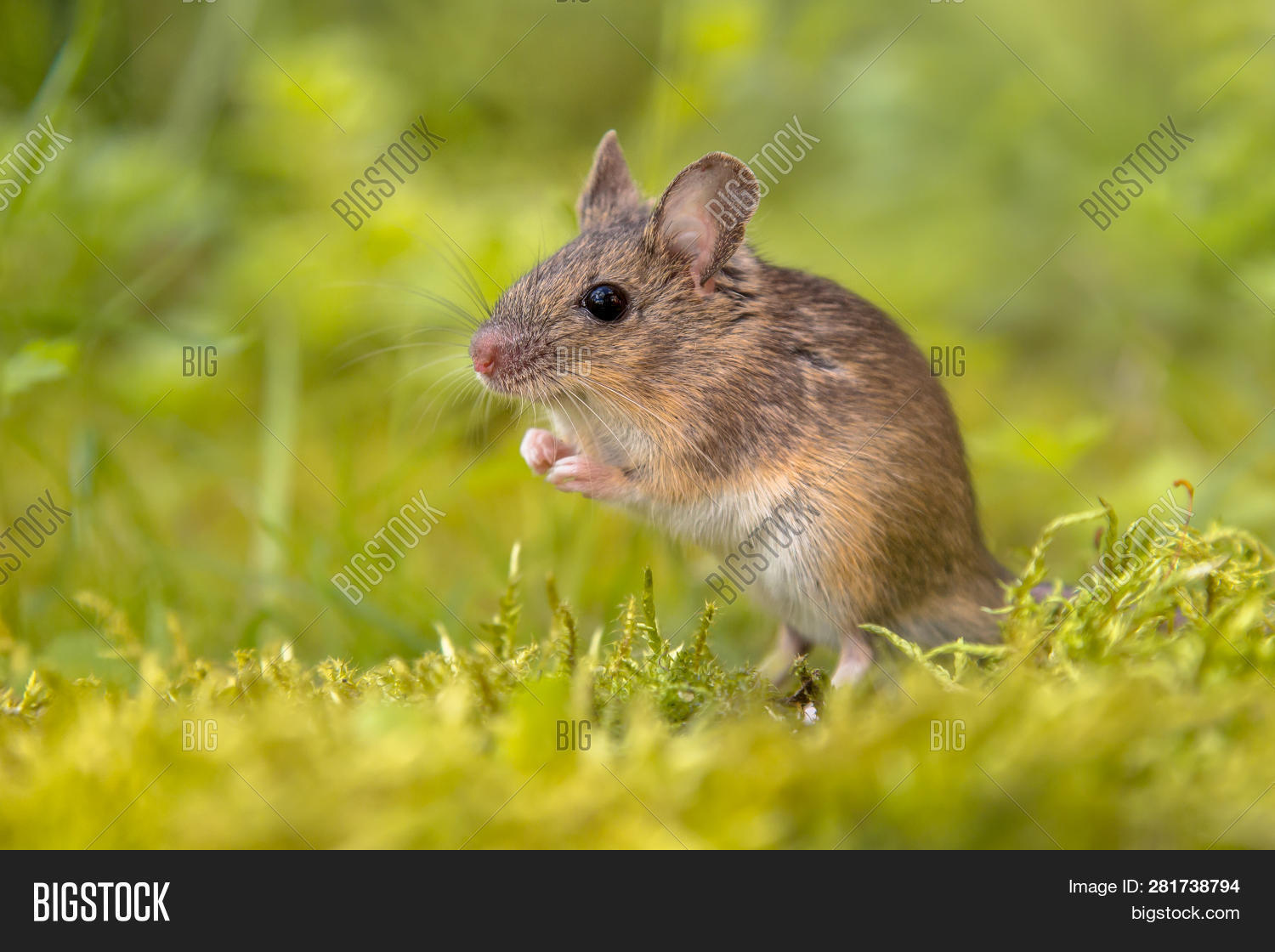 Wood Mouse Standing Image & Photo (Free Trial) | Bigstock