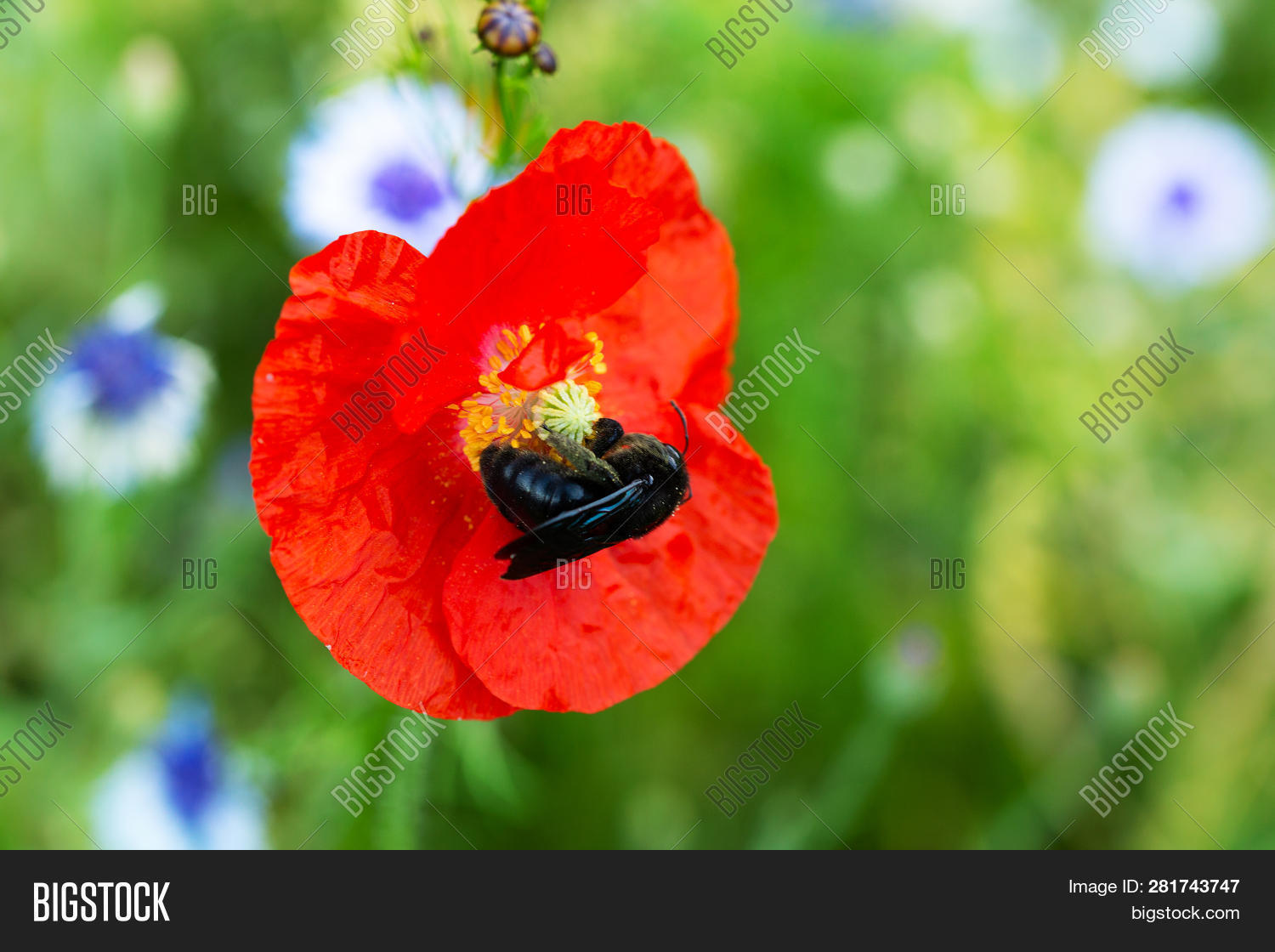 Violet Carpenter Bee Image & Photo (Free Trial) | Bigstock