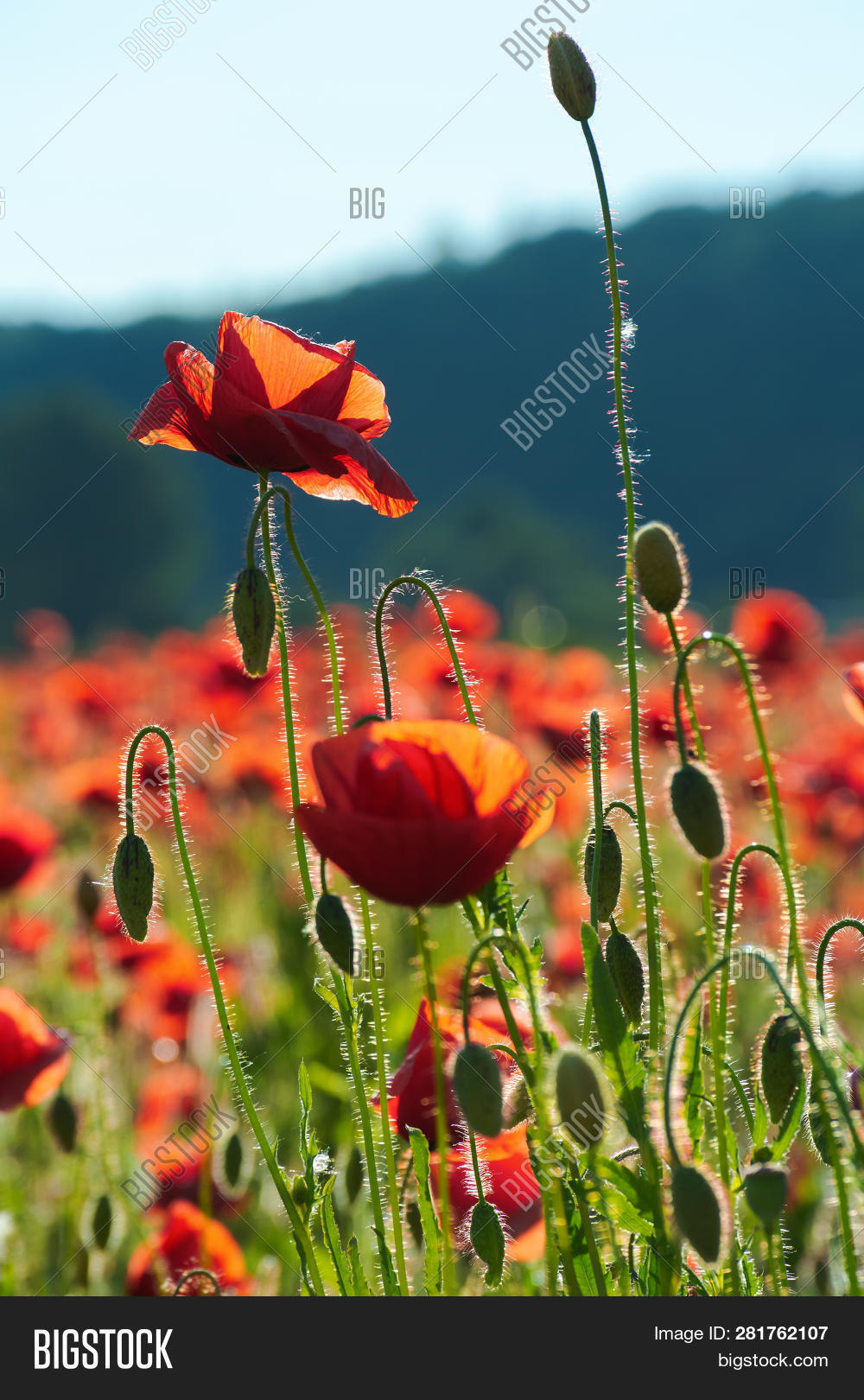 Red Poppy Flowers Image & Photo (Free Trial) | Bigstock