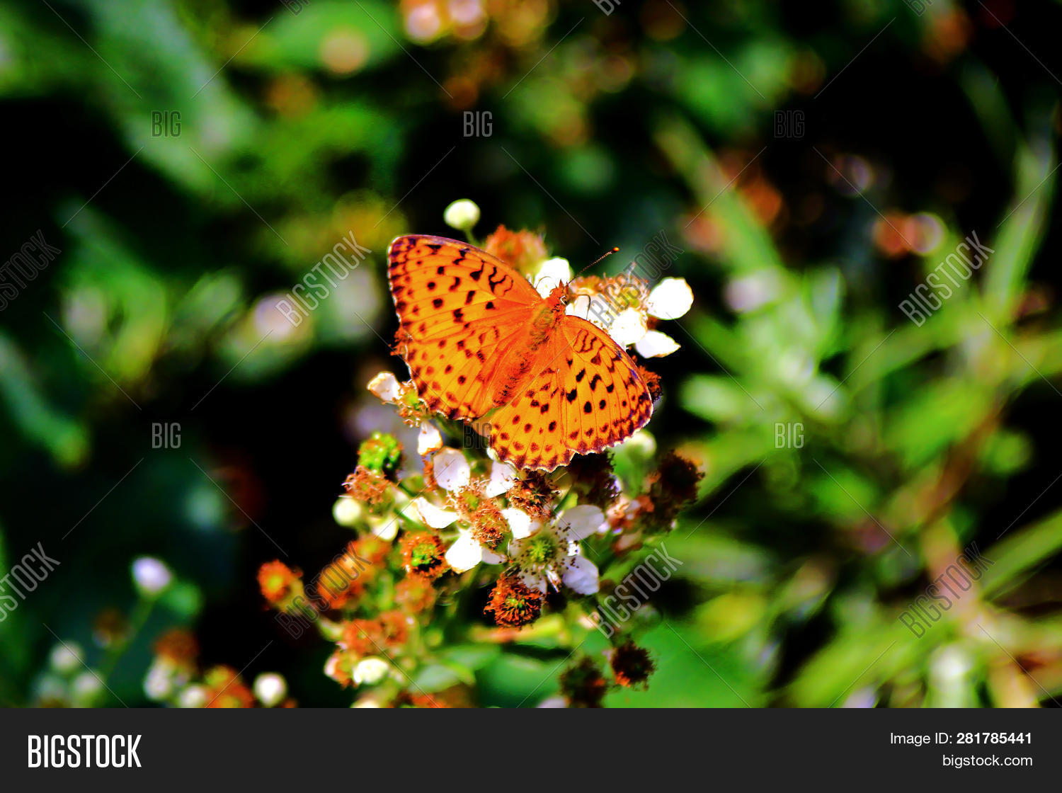 Nymphalidae Image & Photo (Free Trial) | Bigstock