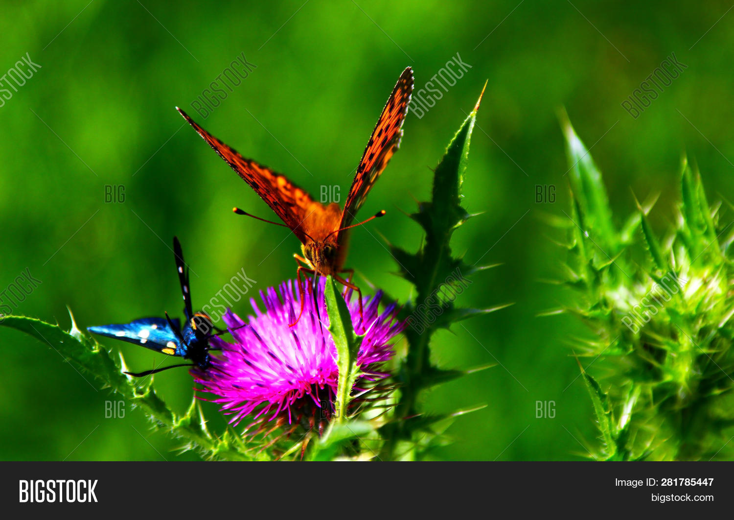 Nymphalidae Image & Photo (Free Trial) | Bigstock