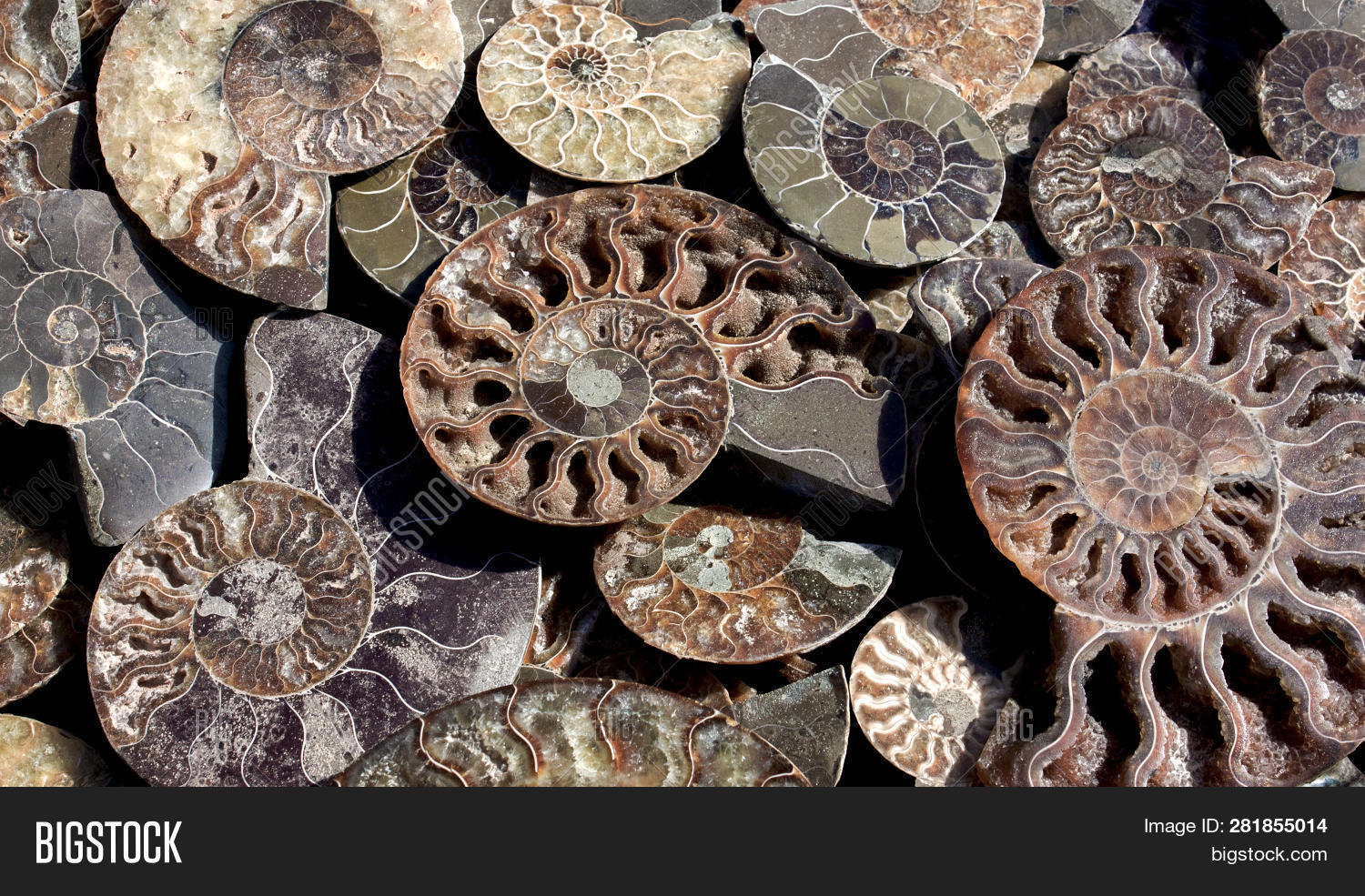 Died-out Cephalopoda Image & Photo (Free Trial) | Bigstock