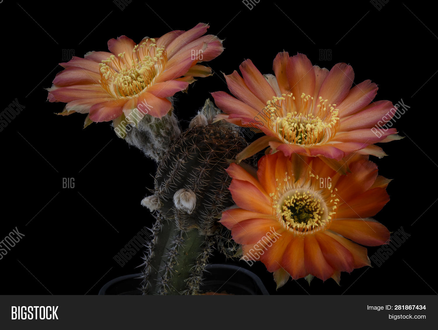 Cactus Lobivia Image & Photo (Free Trial) | Bigstock