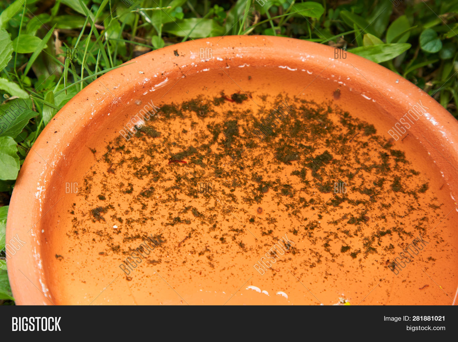 Stagnant Water In Containers