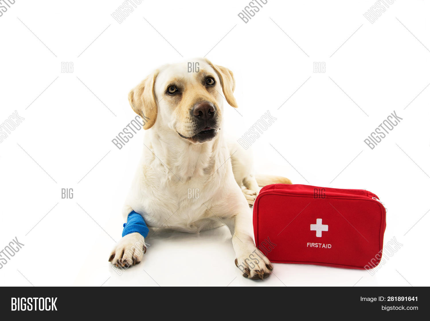 Sick Injured Dog. Image & Photo (Free Trial) | Bigstock