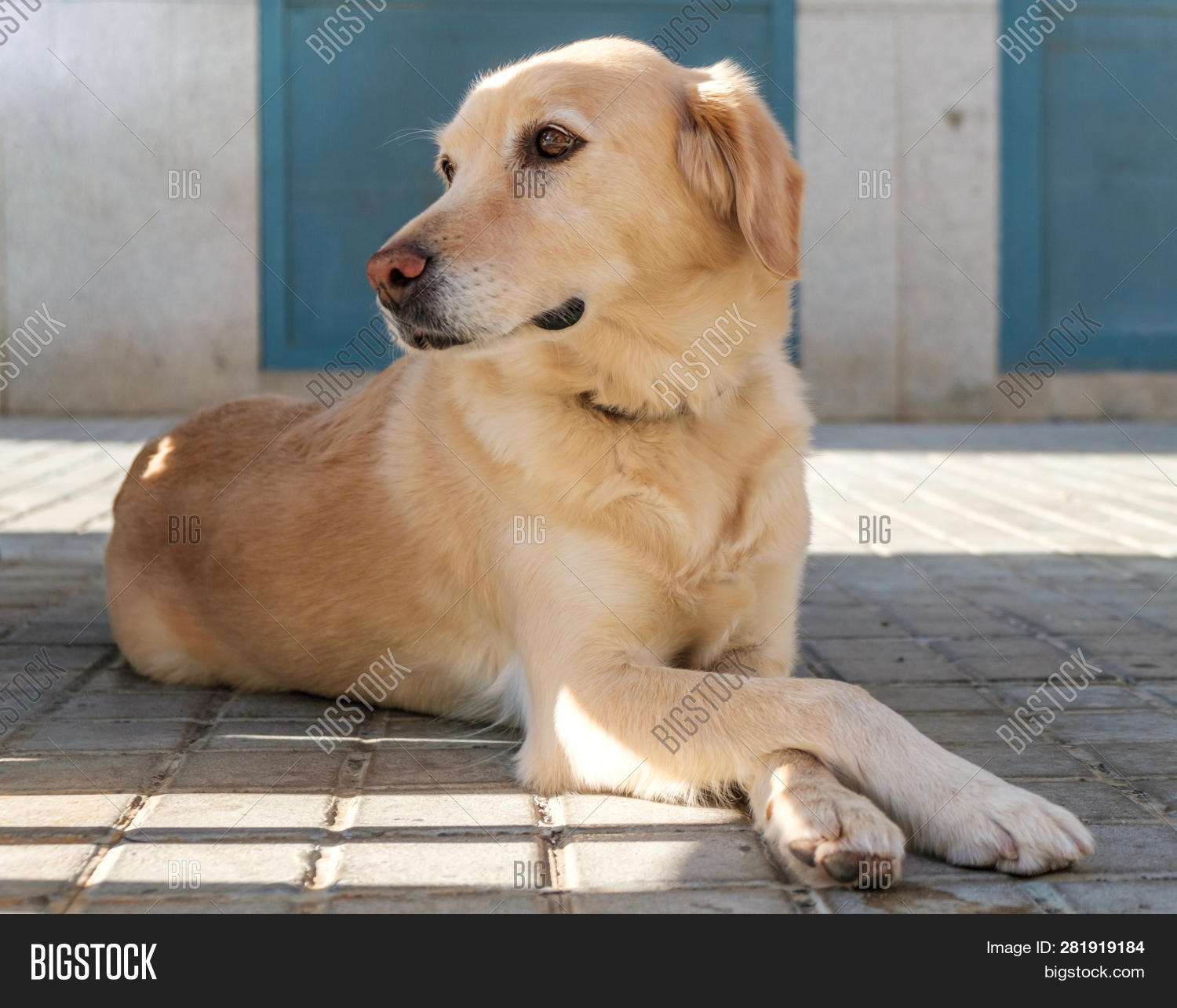 Labrador Retriever Image & Photo (Free Trial) | Bigstock
