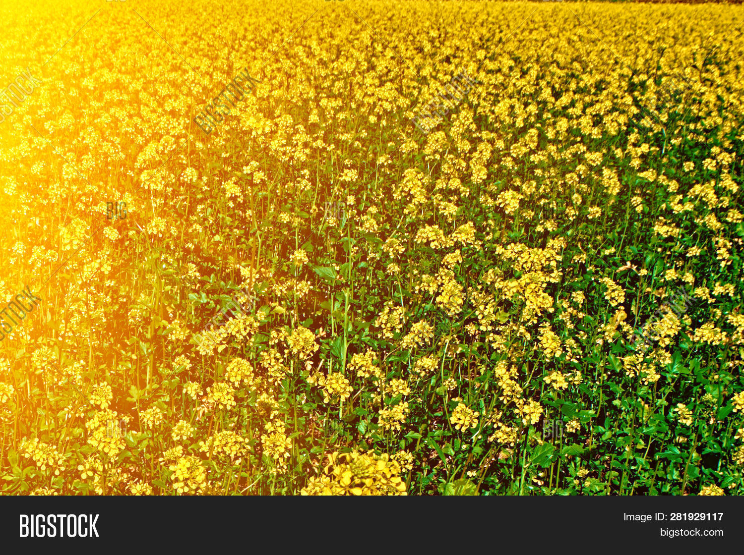 Yellow Feild Flowering Image & Photo (Free Trial) | Bigstock
