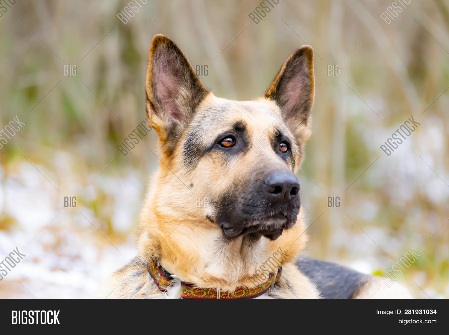 East European Shepherd Image & Photo (Free Trial) | Bigstock
