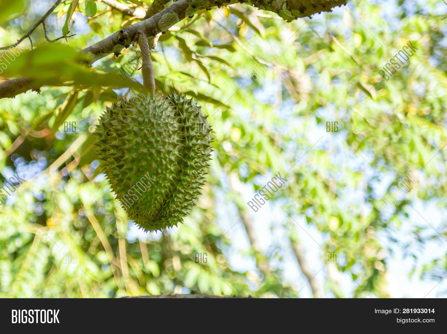 Large Spiked Fruit Image & Photo (Free Trial) | Bigstock