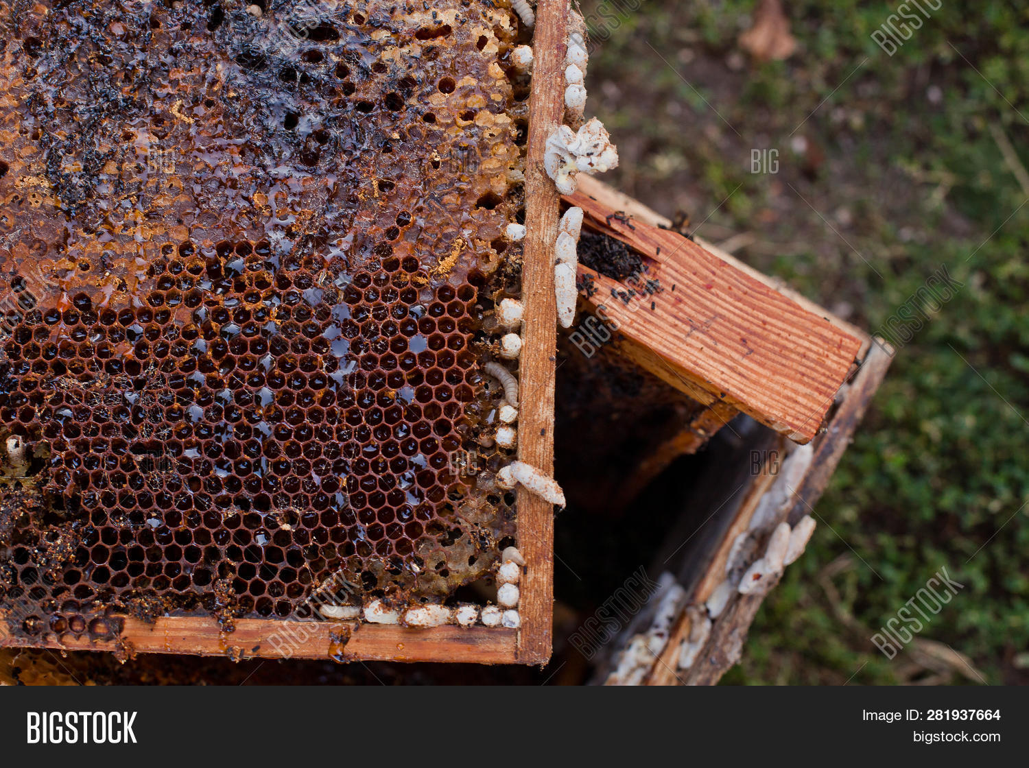 Wax Moth Larvae On Image & Photo (Free Trial) | Bigstock