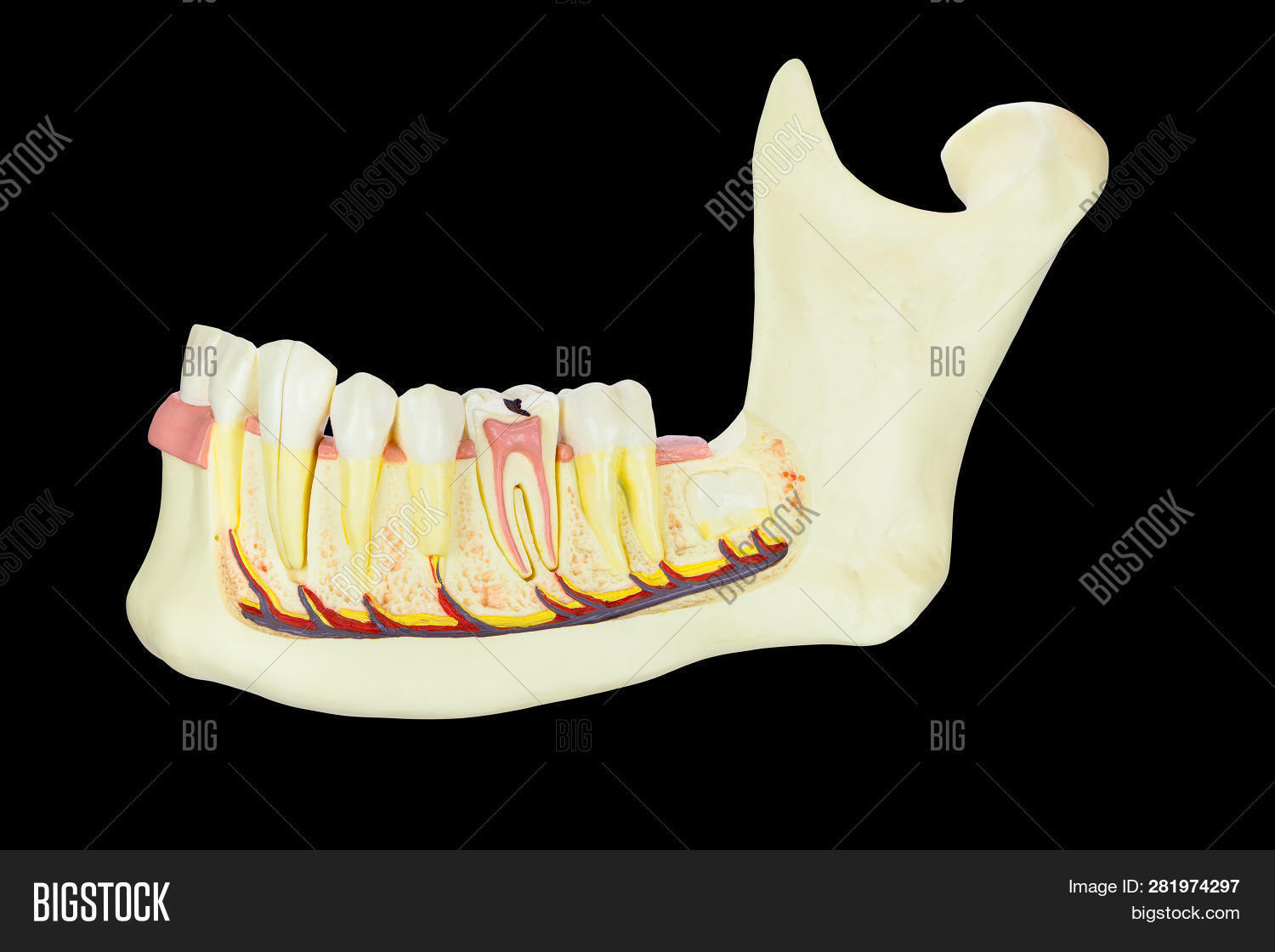Human Jaw Model Teeth Image & Photo (Free Trial) | Bigstock