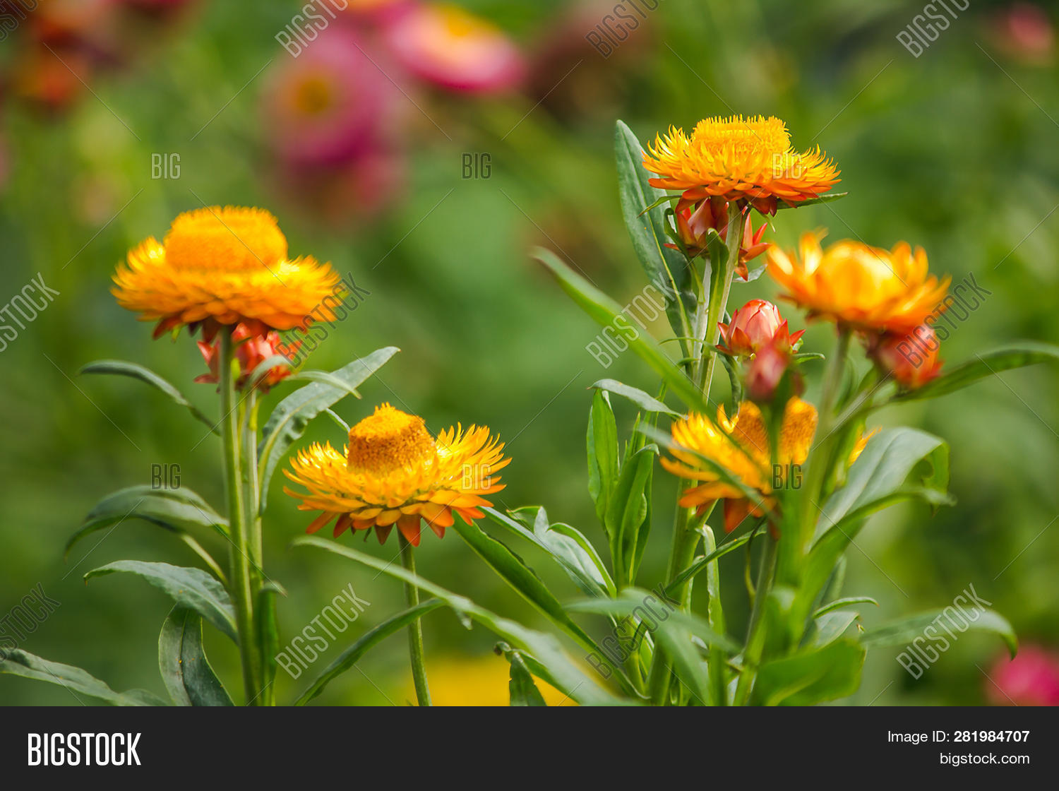 Helichrysum Bracteatum Image & Photo (Free Trial) | Bigstock