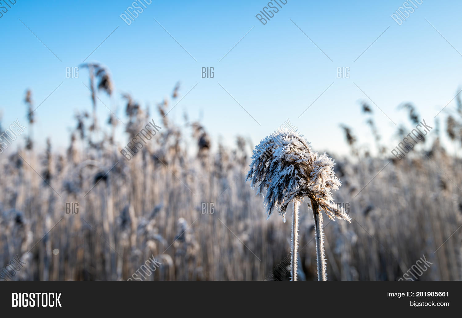 Closeup Frosted Seed Image & Photo (Free Trial) | Bigstock