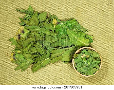 Black Henbane. Dry Image & Photo (Free Trial) | Bigstock
