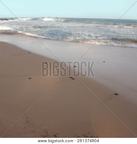 Loggerhead Sea Turtle Image & Photo (Free Trial) | Bigstock