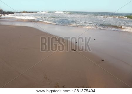 Loggerhead Sea Turtle Image & Photo (Free Trial) | Bigstock