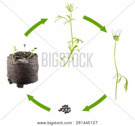 Life Cycle 图片和照片（免费试用） | Bigstock