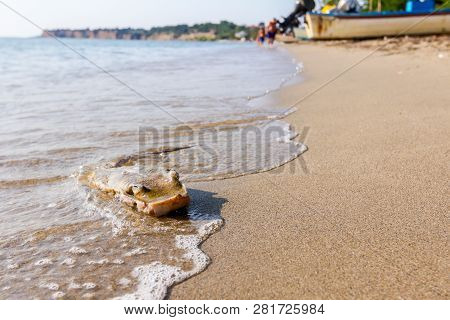 Carcass Dead, Killed Image & Photo (Free Trial) | Bigstock