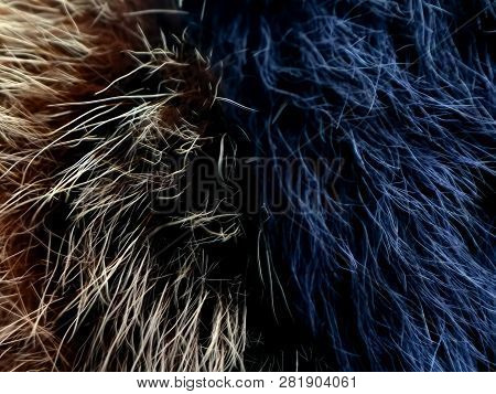 Texture Gray Wolf Hair Image & Photo (Free Trial) | Bigstock