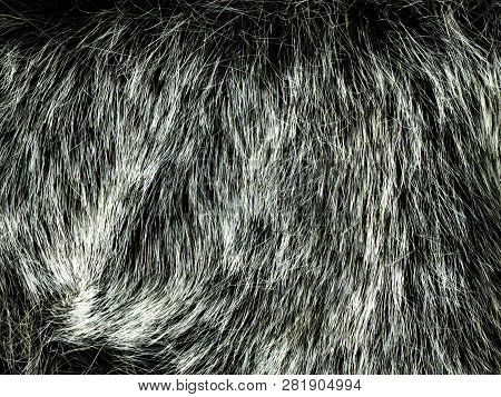 Texture Gray Wolf Hair Image & Photo (Free Trial) | Bigstock
