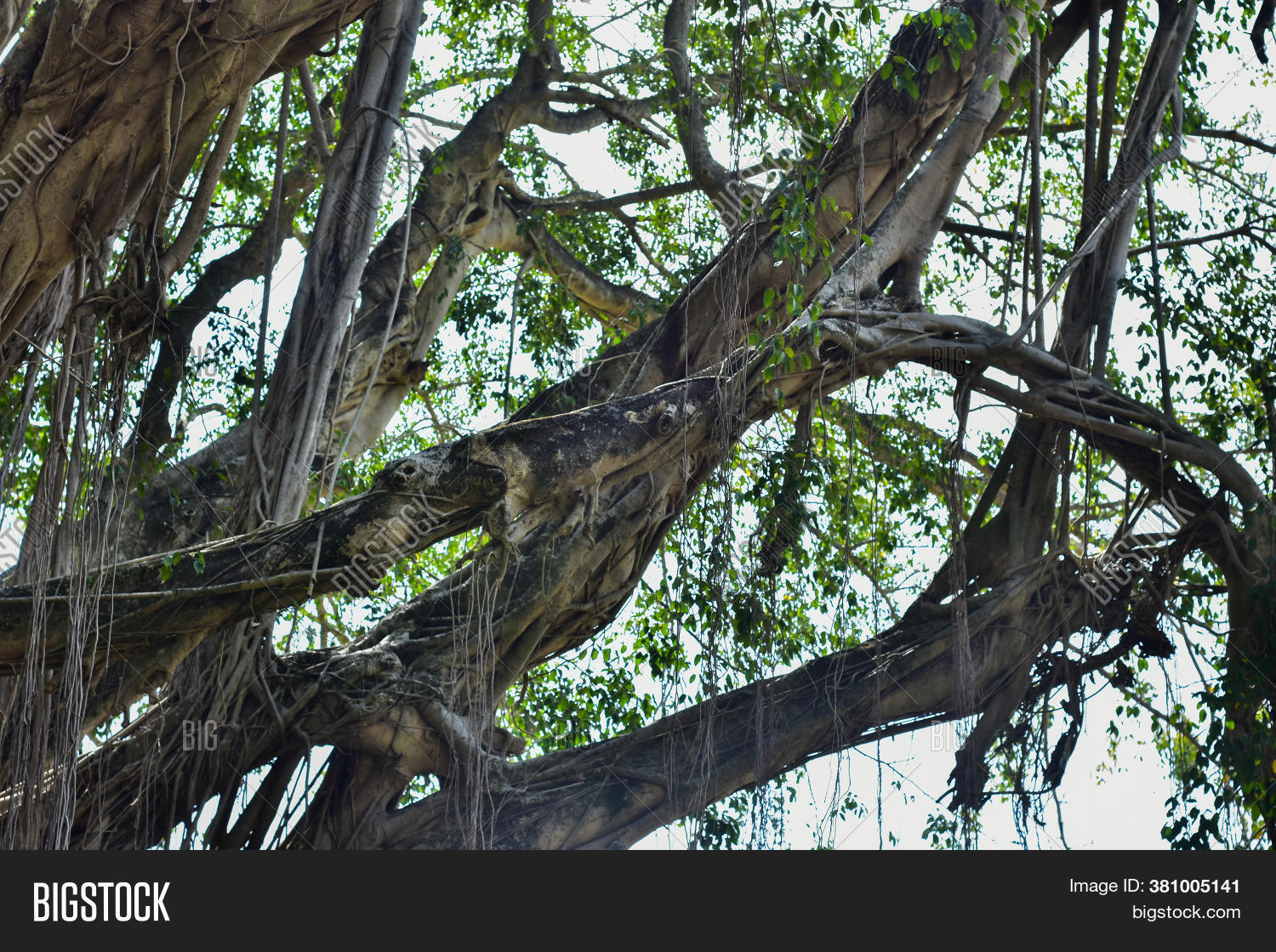 Big Tree Root Jungle Image & Photo (Free Trial) | Bigstock