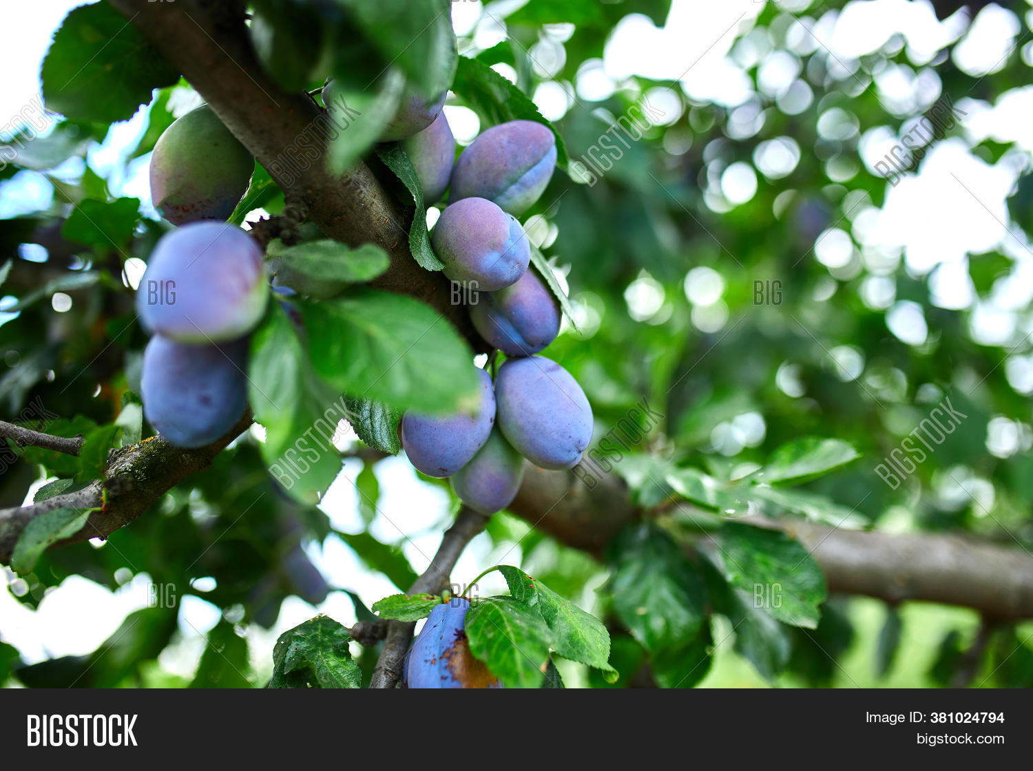 Ripe Plum Fruit On Image & Photo (Free Trial) | Bigstock