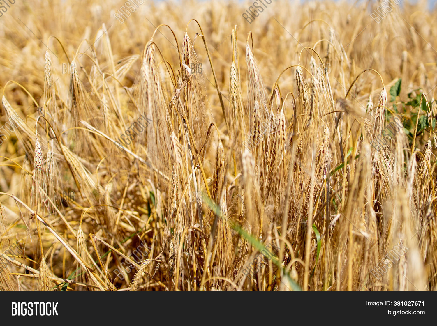 Gold Wheat Field. Image & Photo (Free Trial) | Bigstock