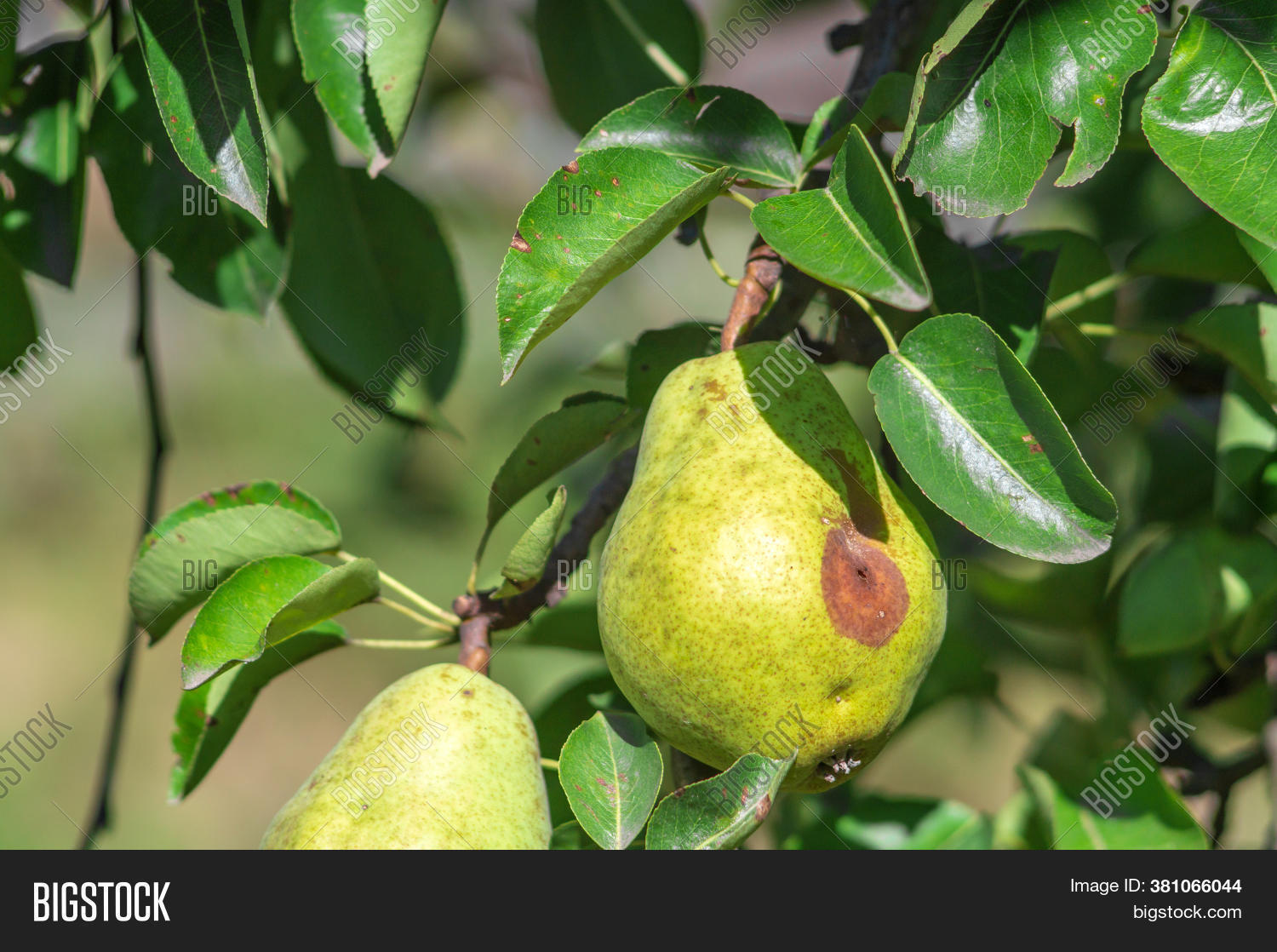 Bacterial Diseases Image & Photo (Free Trial) | Bigstock