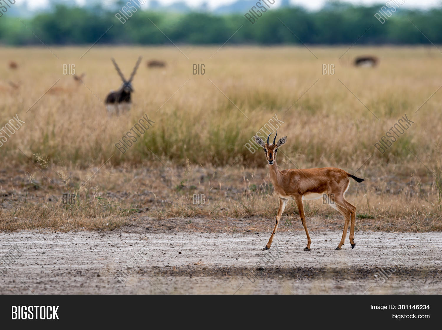 Chinkara Indian Image & Photo (Free Trial) | Bigstock