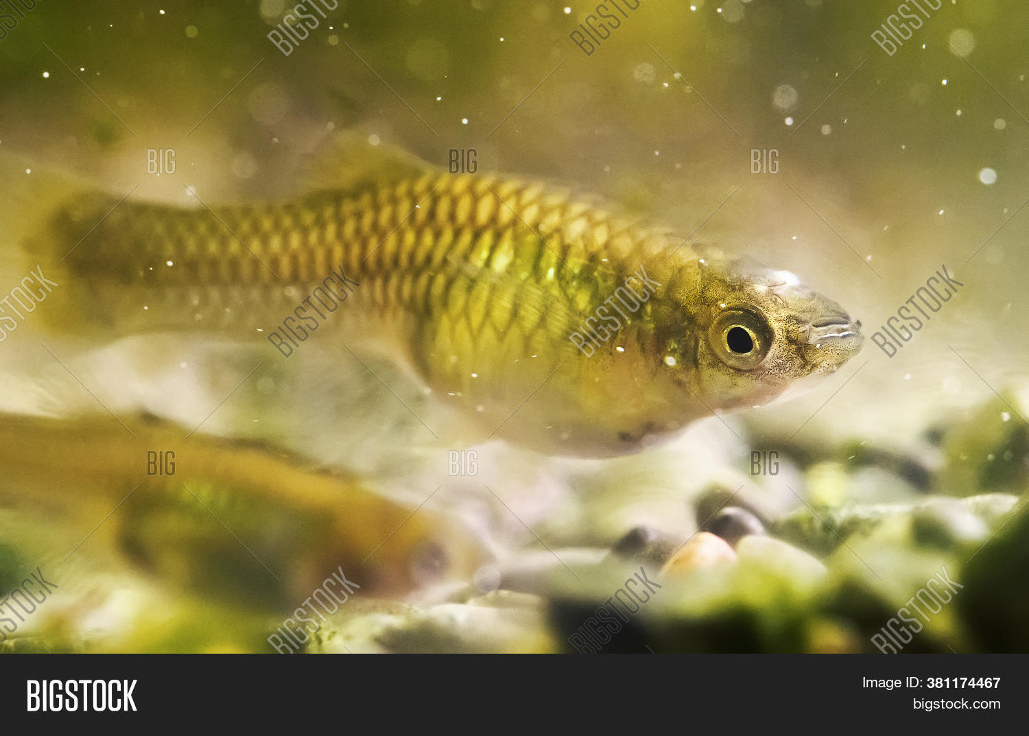 Female Guppy Endler Image & Photo (Free Trial) | Bigstock