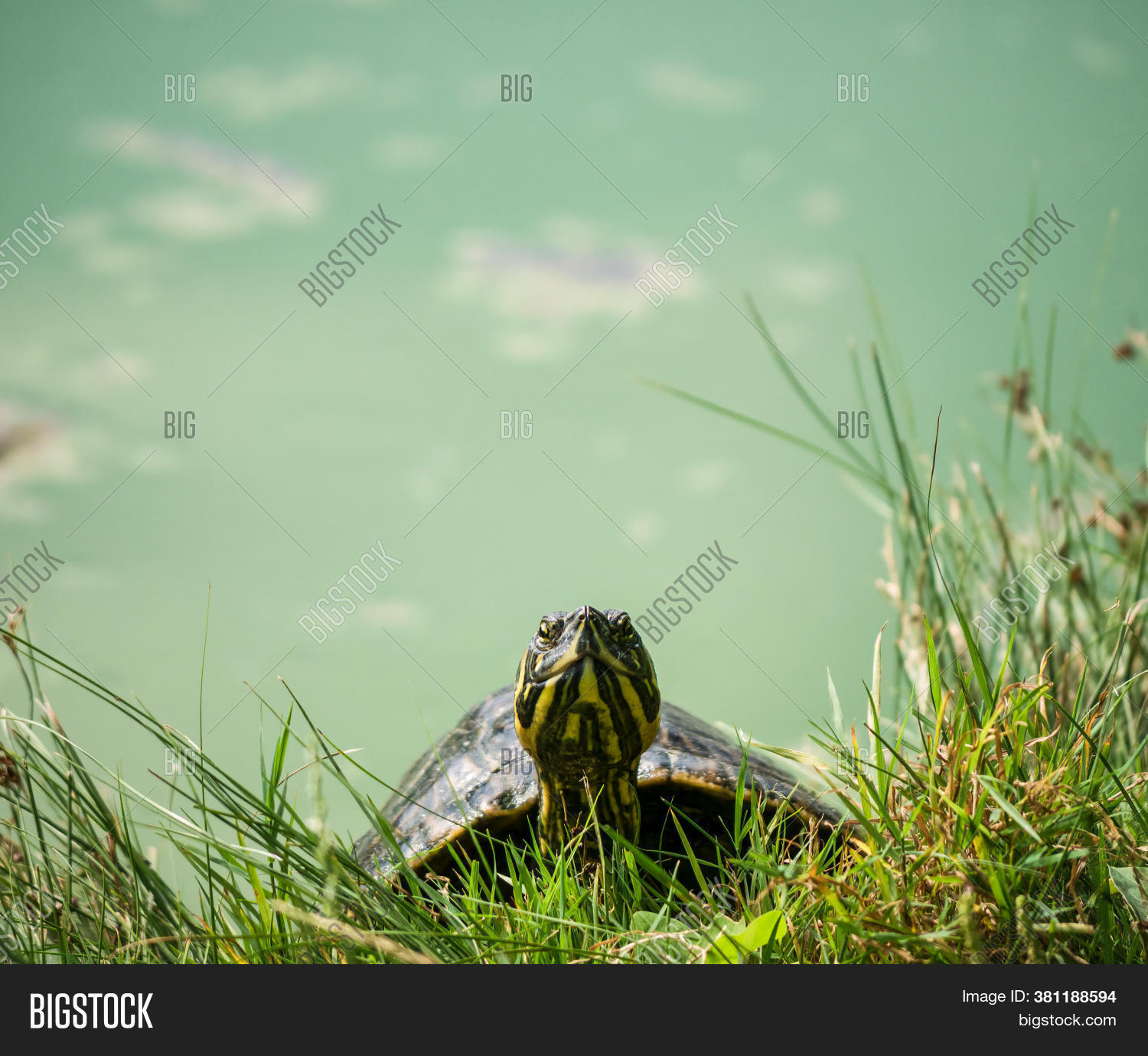 European Pond Turtle ( Image & Photo (Free Trial) | Bigstock