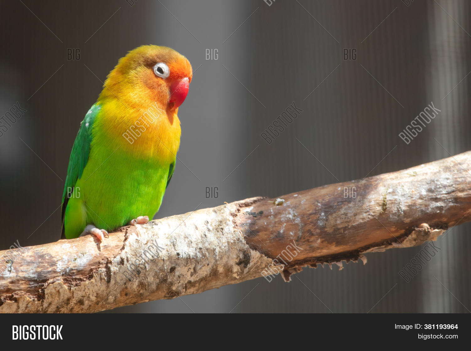 Lovebird Parrot Park Image & Photo (Free Trial) | Bigstock