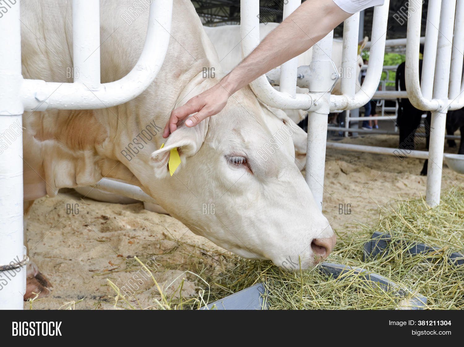 White Cow Eating Hay Image & Photo (Free Trial) | Bigstock