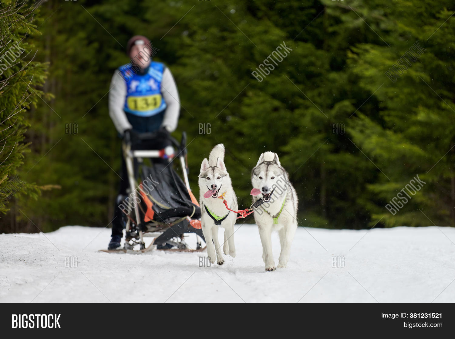 Husky Sled Dog Racing Image & Photo (Free Trial) | Bigstock