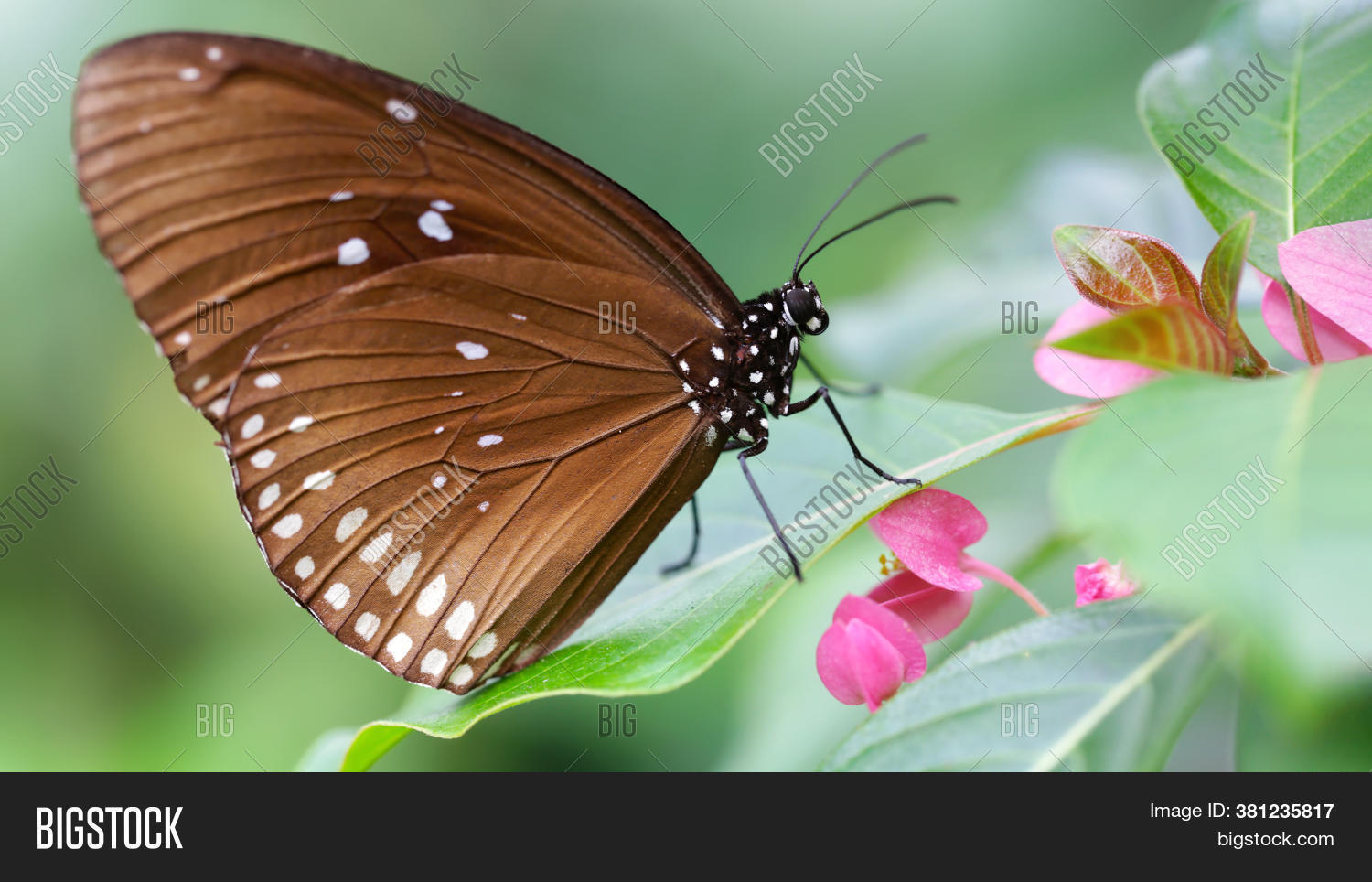 Brown Monarch Image & Photo (Free Trial) | Bigstock