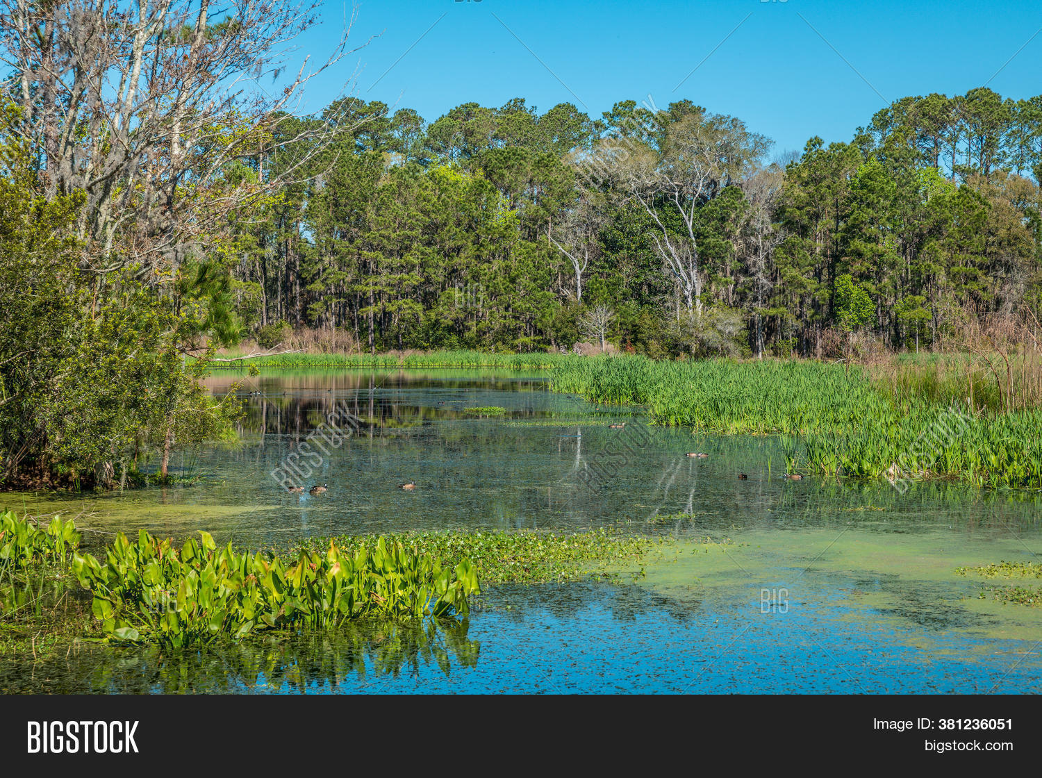 Marshland Full Birds Image & Photo (Free Trial) | Bigstock
