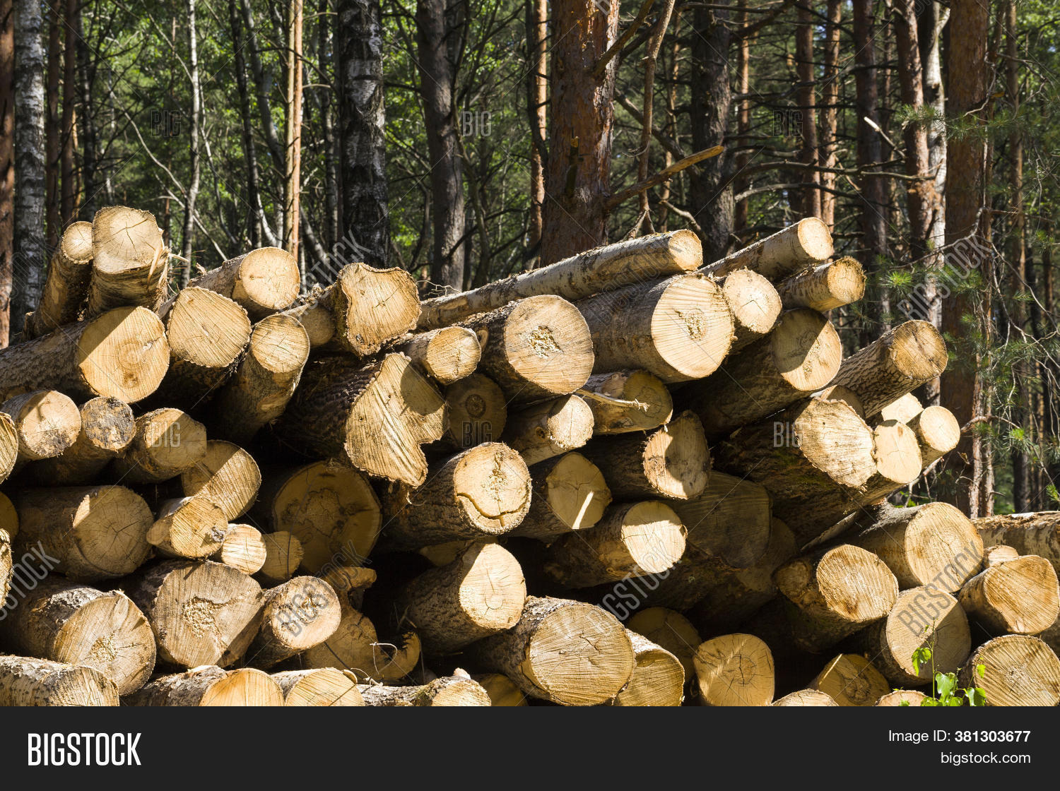 Long Trunks Natural Image & Photo (Free Trial) | Bigstock