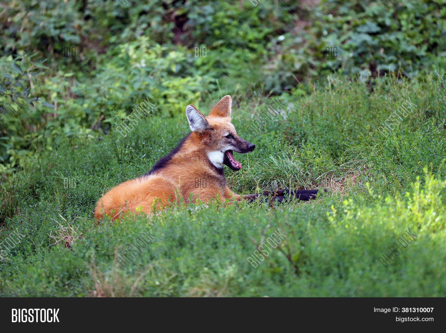 Maned Wolf (chrysocyon Image & Photo (Free Trial) | Bigstock