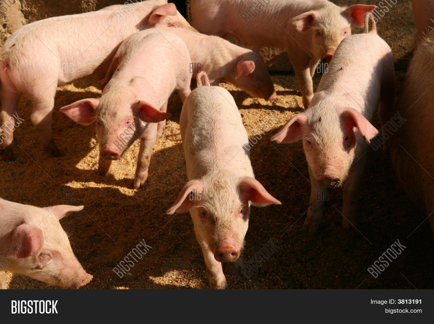 Pigs Image & Photo (Free Trial) | Bigstock